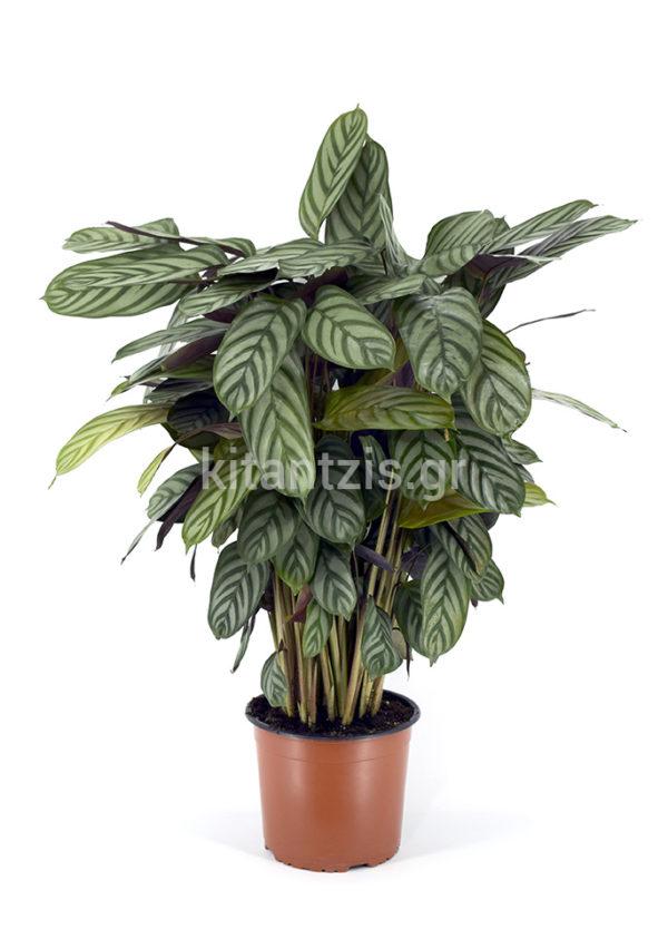 Calathea Ctenanthe “Compact Star” | Καλαθέα – Kitantzis