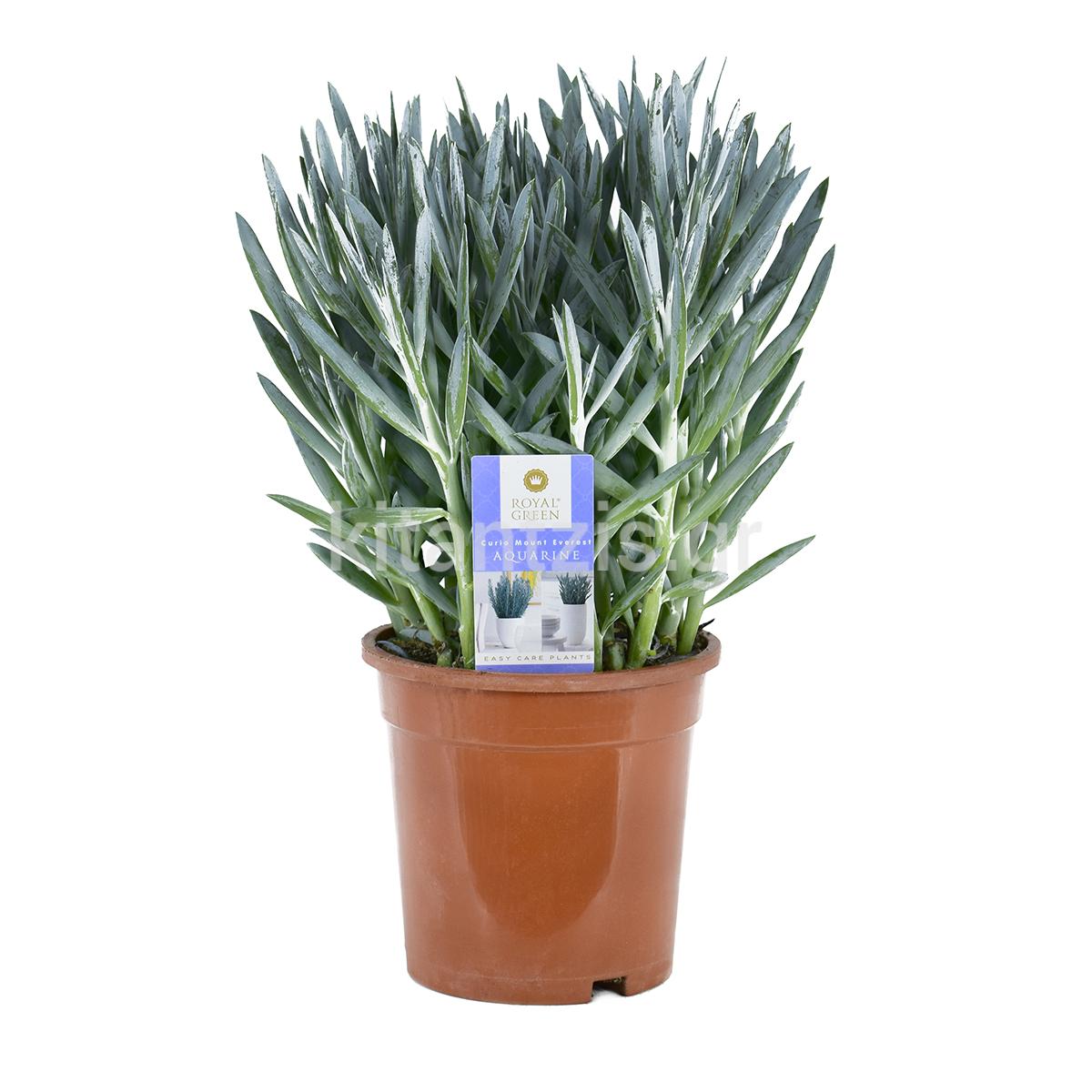 Senecio Curio Ficoides “Mount Everest | Σενέσιο – Kitantzis